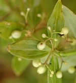 Croisettes (Cruciata)