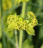 Croisettes (Cruciata)